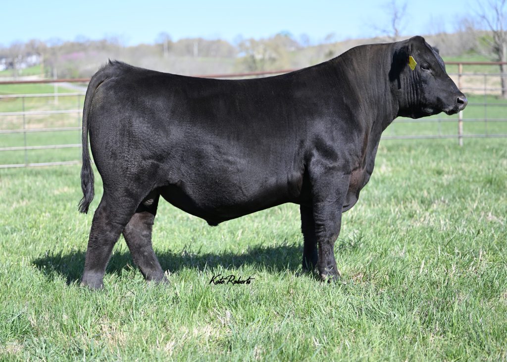 Angus – Premier Genetics
