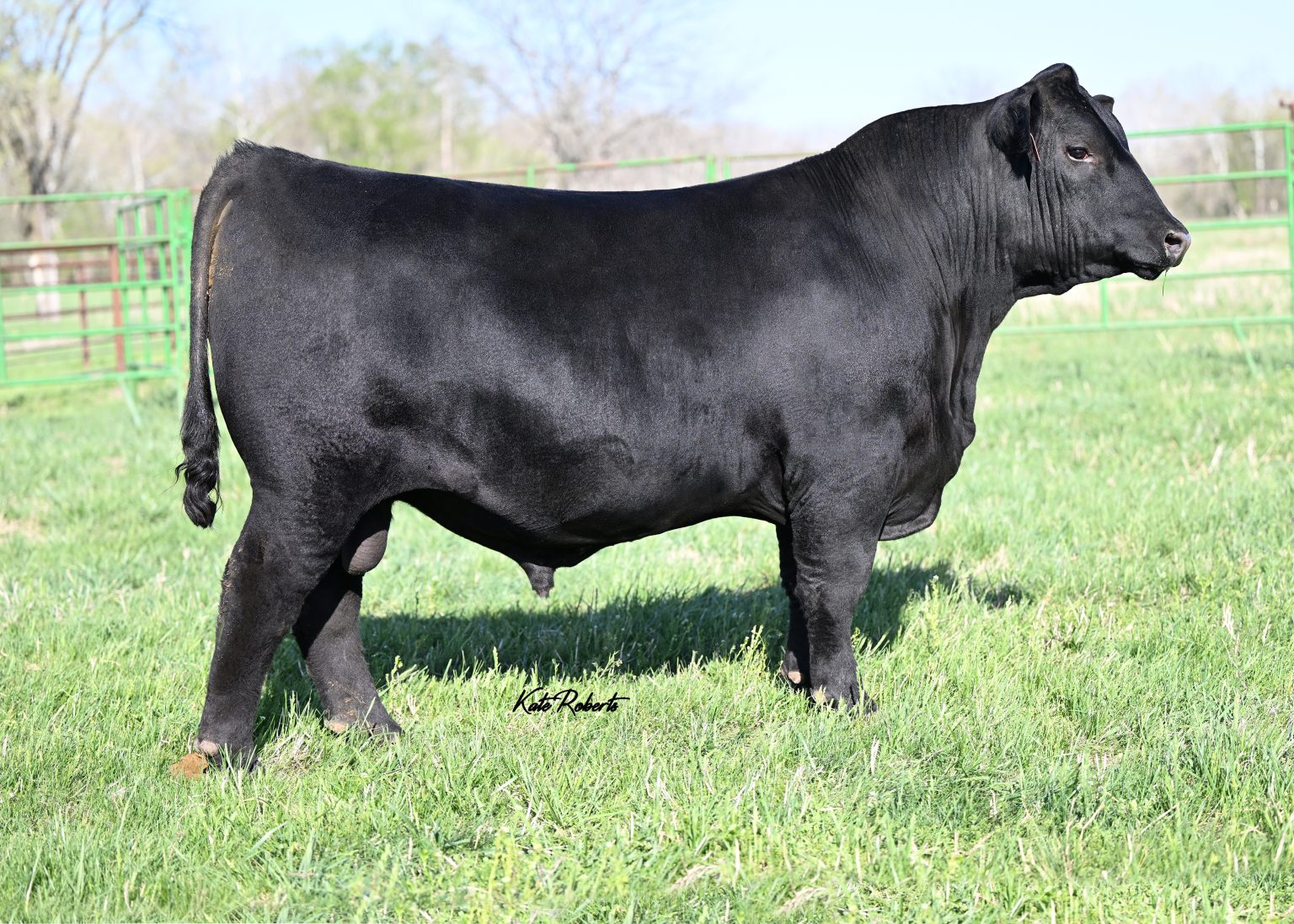 Premier Genetics – The Industry's Most Elite Genetics